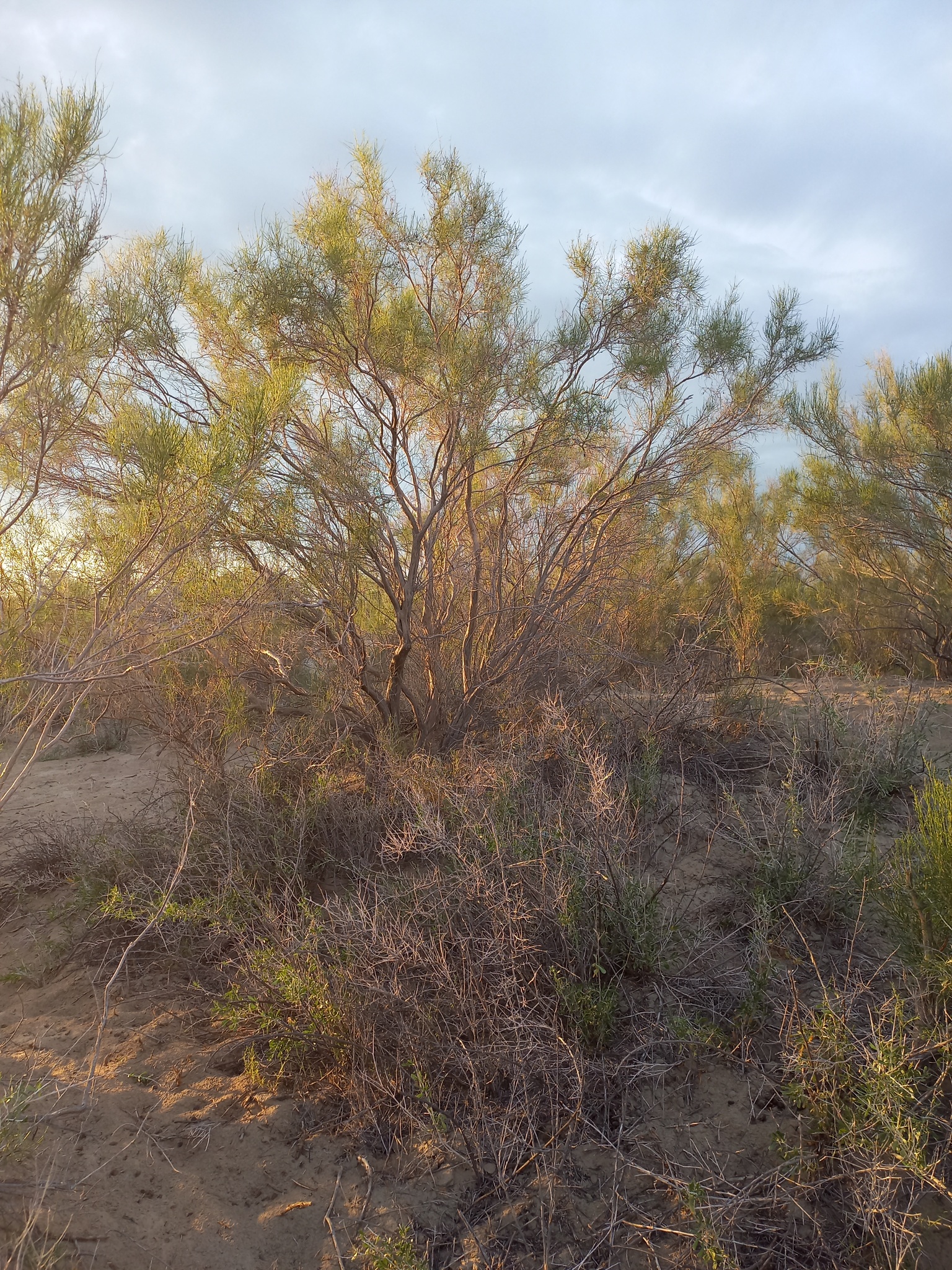 Haloxylon ammodendron (C.A.Mey.) Bunge ex Fenzl