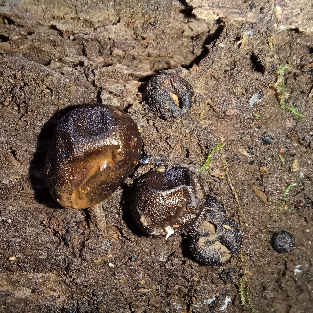 Lycogala from Mount Wilson NSW 2786, Australia on December 04, 2022 at ...