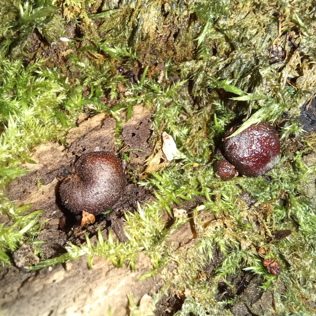 Lycogala from Mount Wilson NSW 2786, Australia on December 04, 2022 at ...