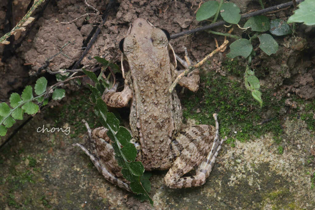 Fine-spined Frog in January 2022 by 虫虫 · iNaturalist
