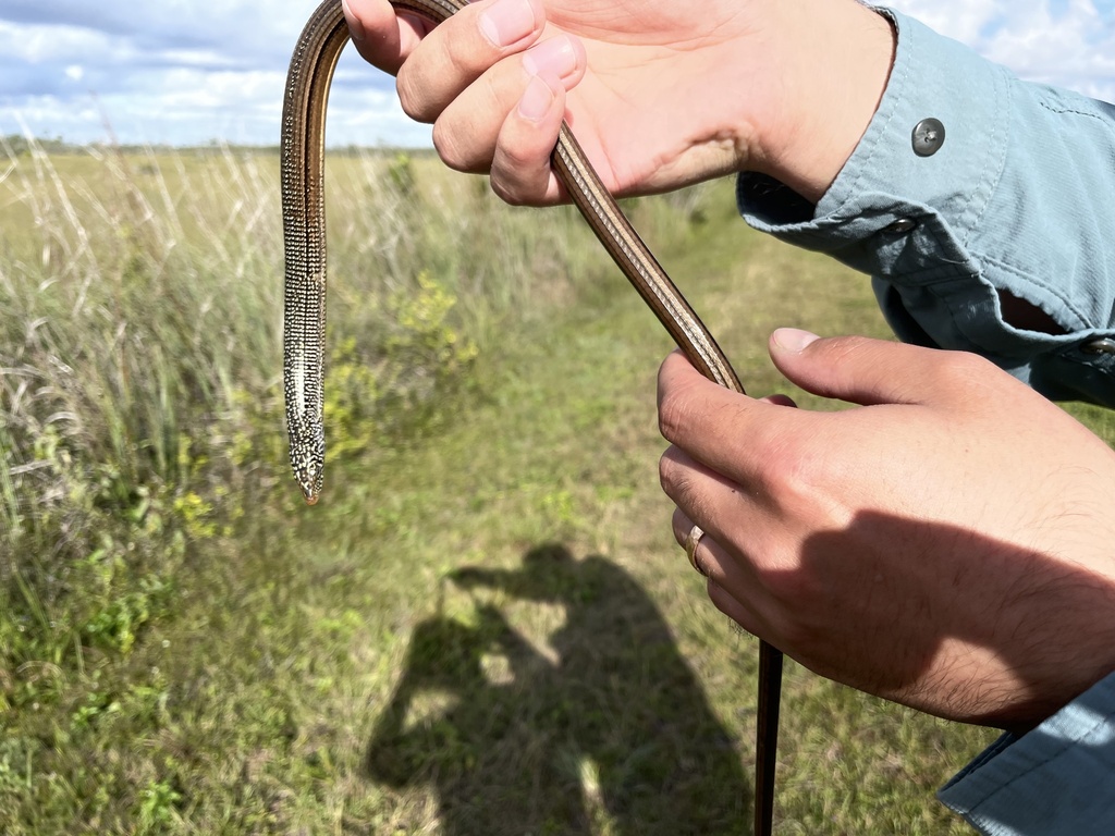Island Glass Lizard from Everglades National Park, Homestead, FL, US on ...