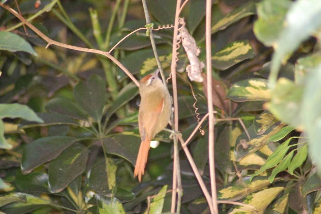 Pallid Spinetail from São Lourenço, MG, 37470-000, Brasil on July 9 ...