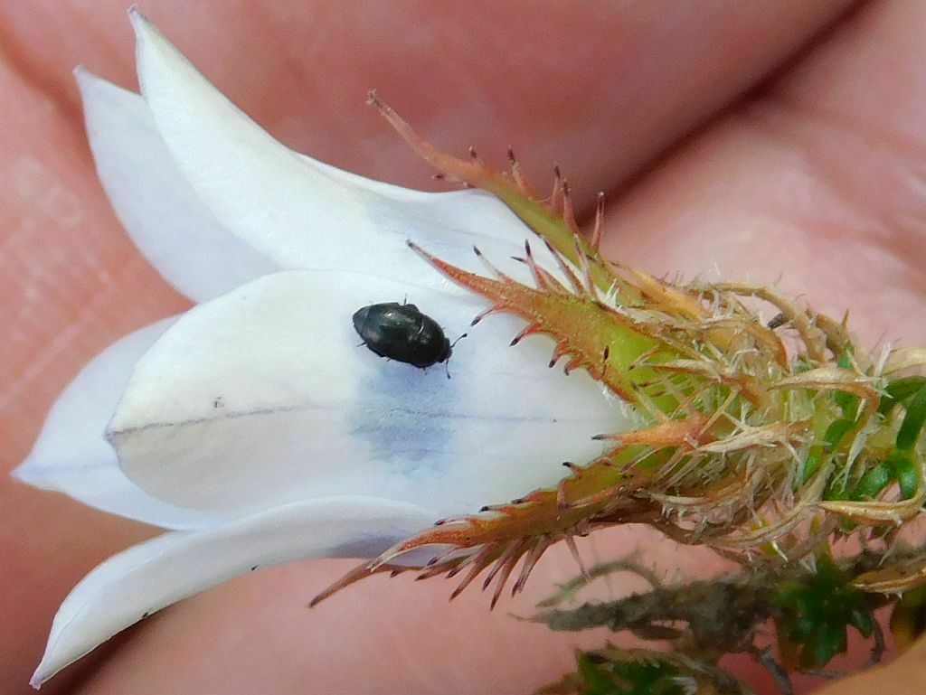 Pollen Beetles from Greyton Nature Reserve 7233, South Africa on ...