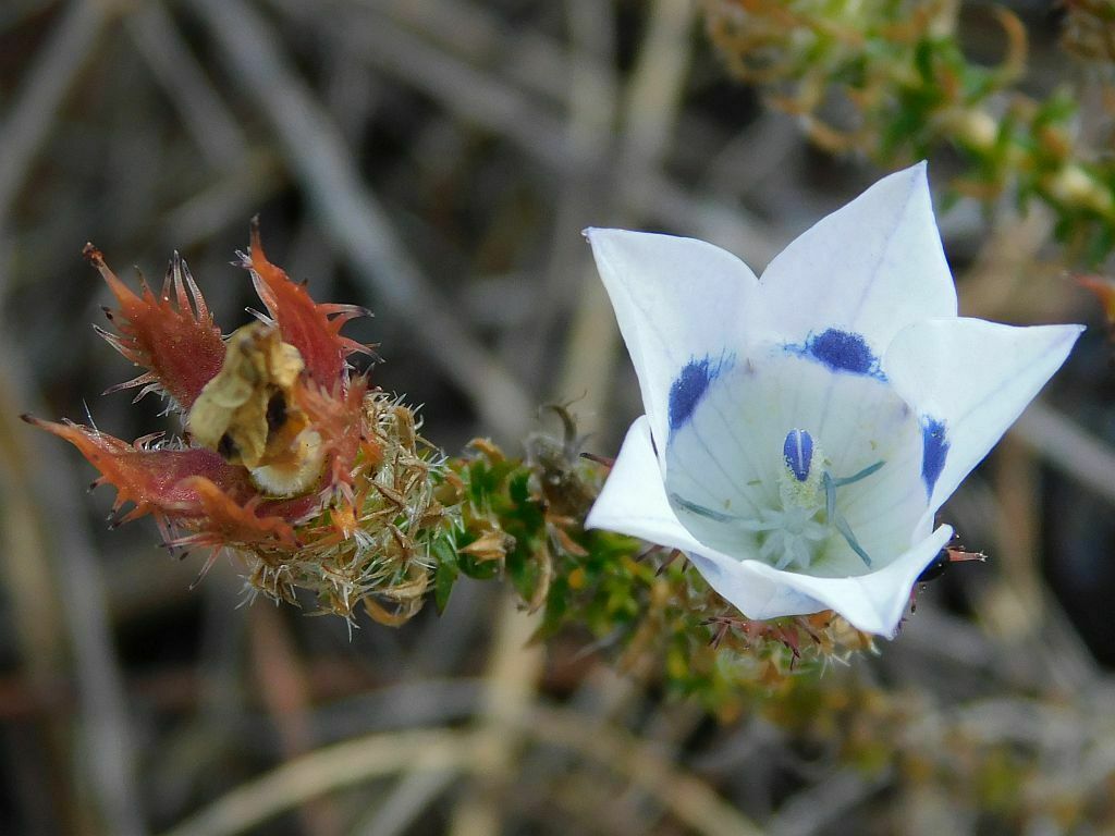 Blackrim Bell from Greyton Nature Reserve 7233, South Africa on ...