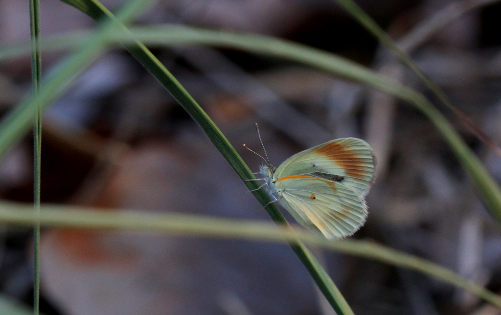 Small Orange Tip from Mopani District Municipality, South Africa on ...
