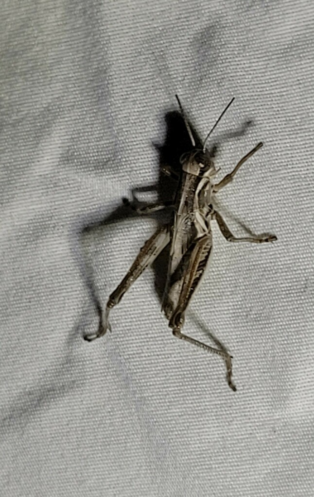 True Crickets from Anne Arundel County, MD, USA on August 29, 2022 at ...