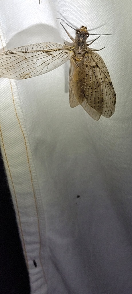 Summer Fishfly from Anne Arundel County, MD, USA on August 29, 2022 at ...