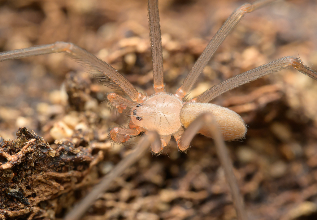 Desert Recluse from San Diego County, CA, USA on December 4, 2022 at 01 ...