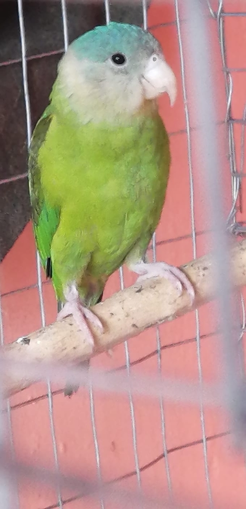 Gray-cheeked Parakeet in December 2022 by ELIZABETH MISHEL ORTEGA ...