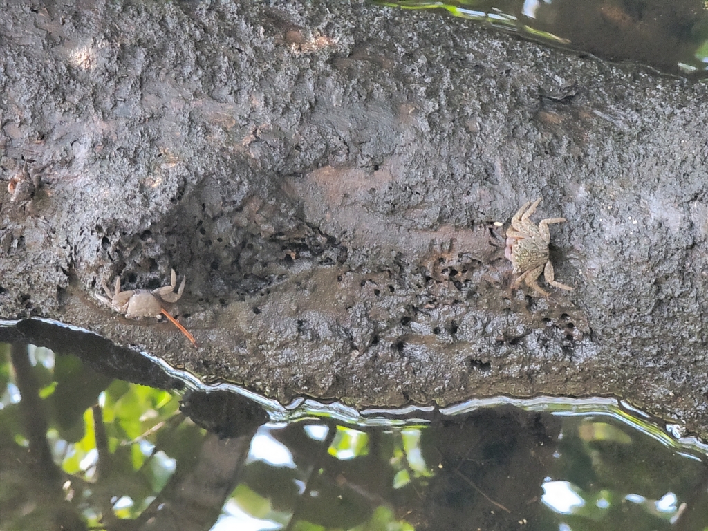 Mangrove Tree Crab from Riviera Beach, FL 33410, USA on December 5 ...