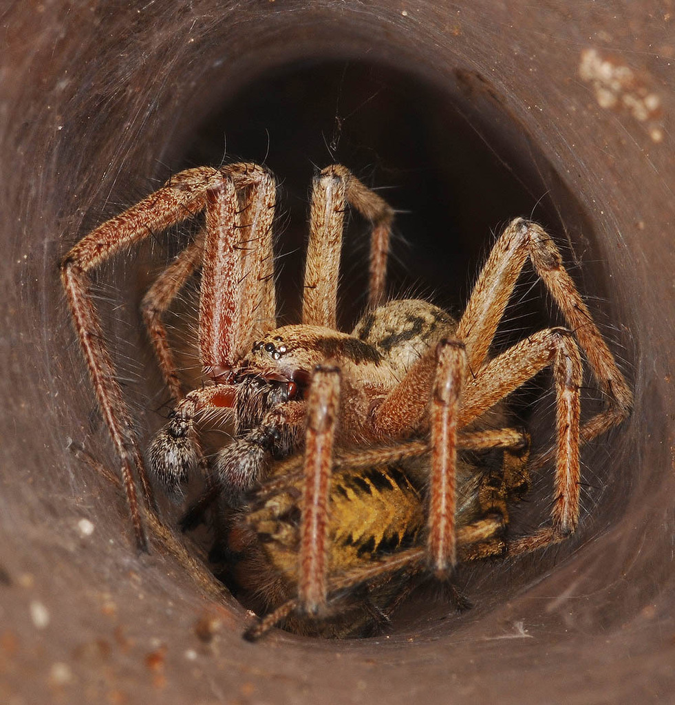 Labyrinth spider from Dobbertin, Deutschland on June 15, 2019 at 10:35 ...