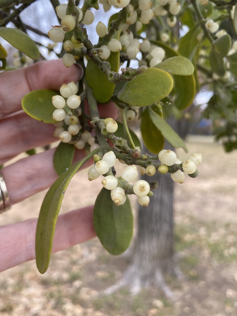 American Mistletoe from Heritage Park of Flower Mound, Flower Mound, TX ...