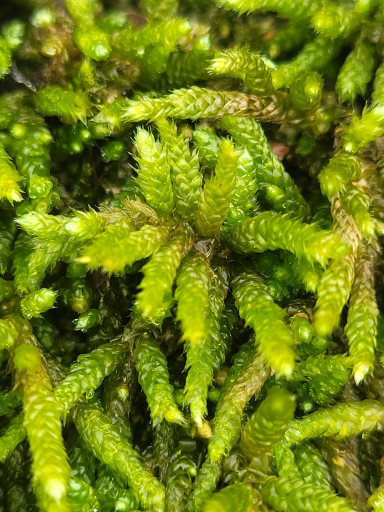spoon-leaved moss (Bryoandersonia illecebra) - Botanical Realm