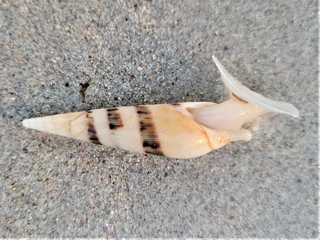 Hastula hectica from Beau Vallon, Seychelles on December 05, 2022 at 06 ...