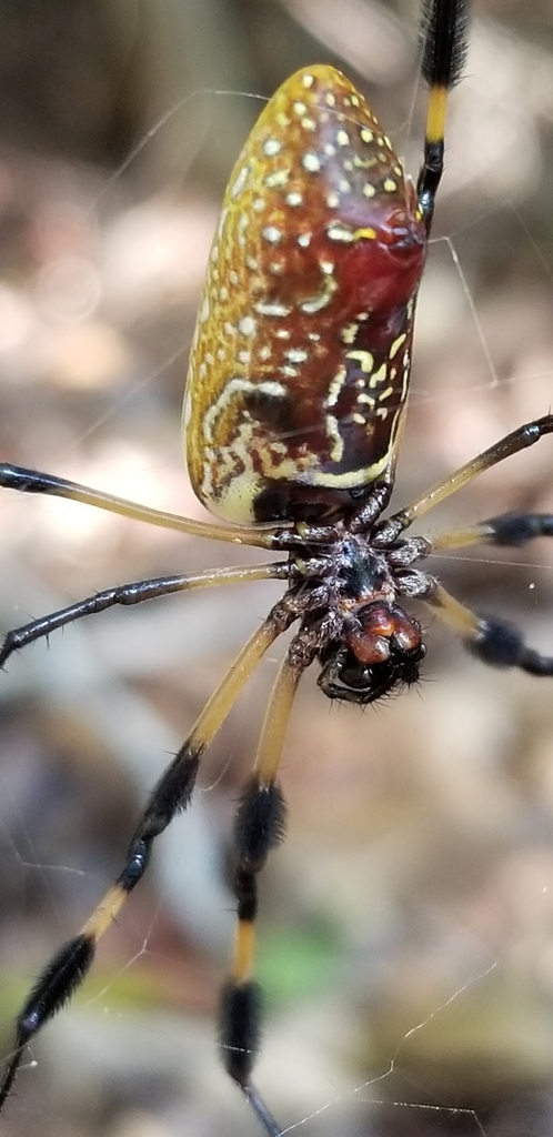 Golden Silk Spider from North Palmetto Point, The Bahamas on December 5 ...