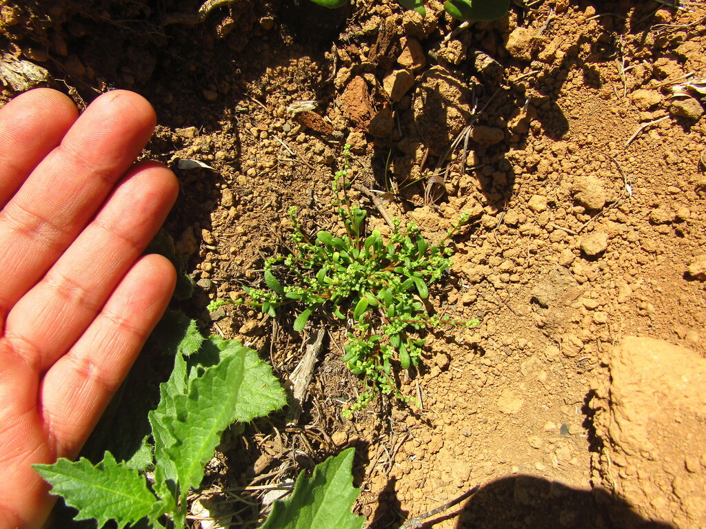 Calandrinia monandra from Concepcion, Bío Bío, Chile on December 5 ...