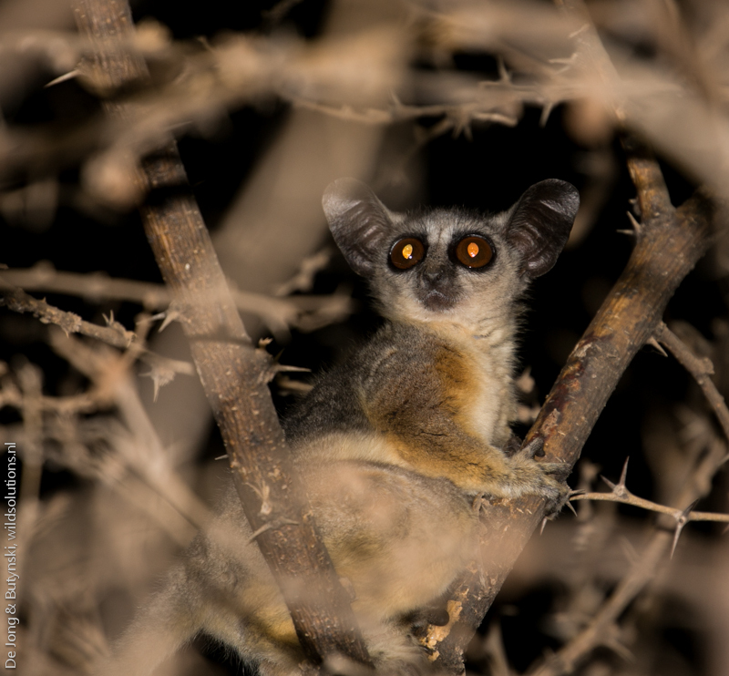 Galago gallarum Thomas, 1901
