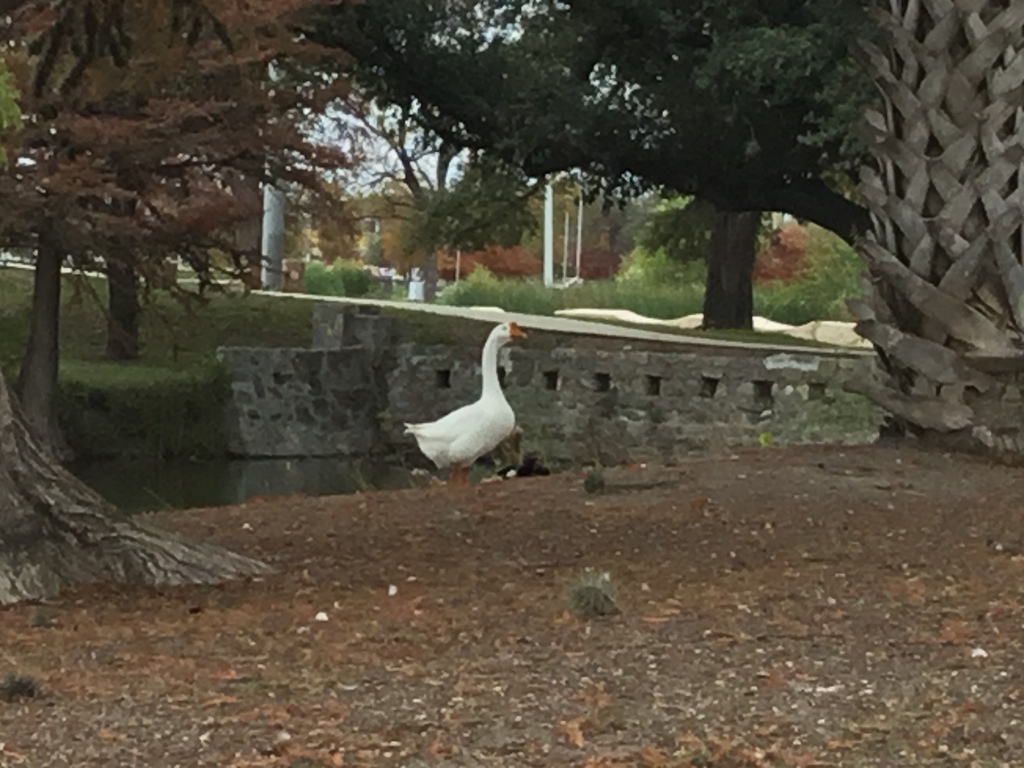 Domestic Swan Goose from Prospect Hill, San Antonio, TX, USA on ...