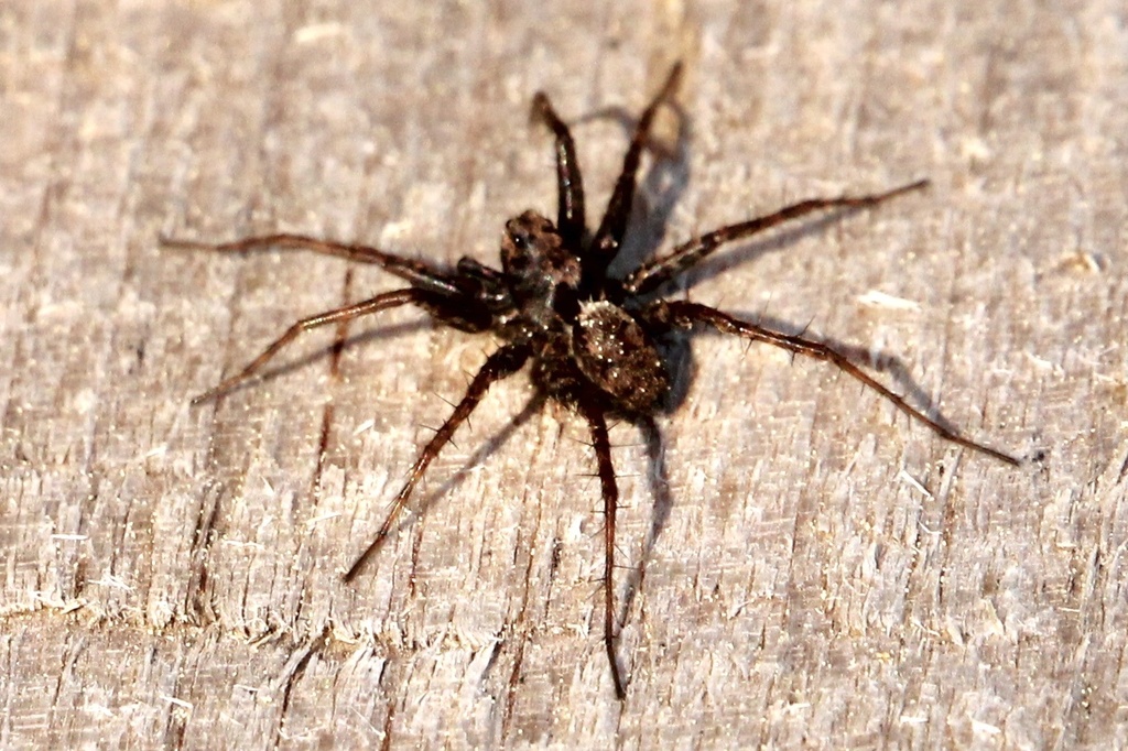 Thin-legged Wolf Spiders from Mount Desert Island, Bar Harbor, ME, US ...