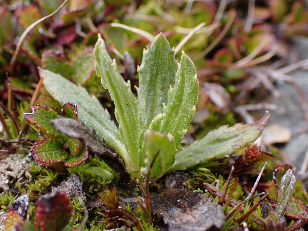 Celmisia prorepens from Kawarau Falls, New Zealand on December 04, 2022 ...