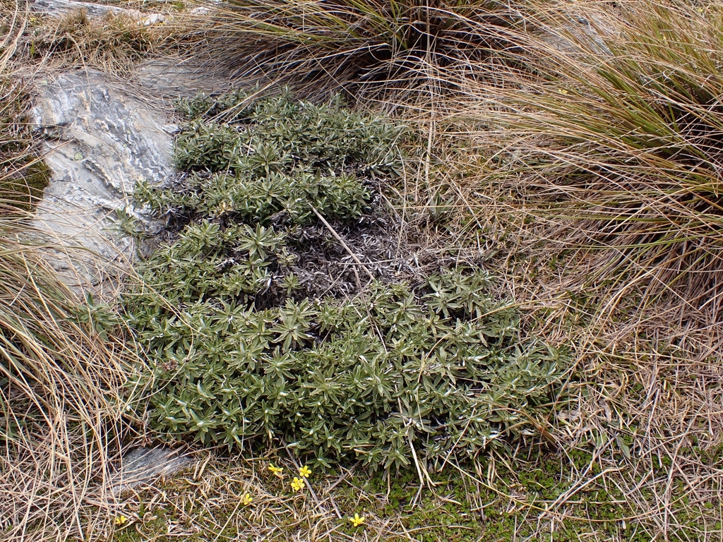 Strap- leaved Daisy from Kawarau Falls, New Zealand on December 04 ...