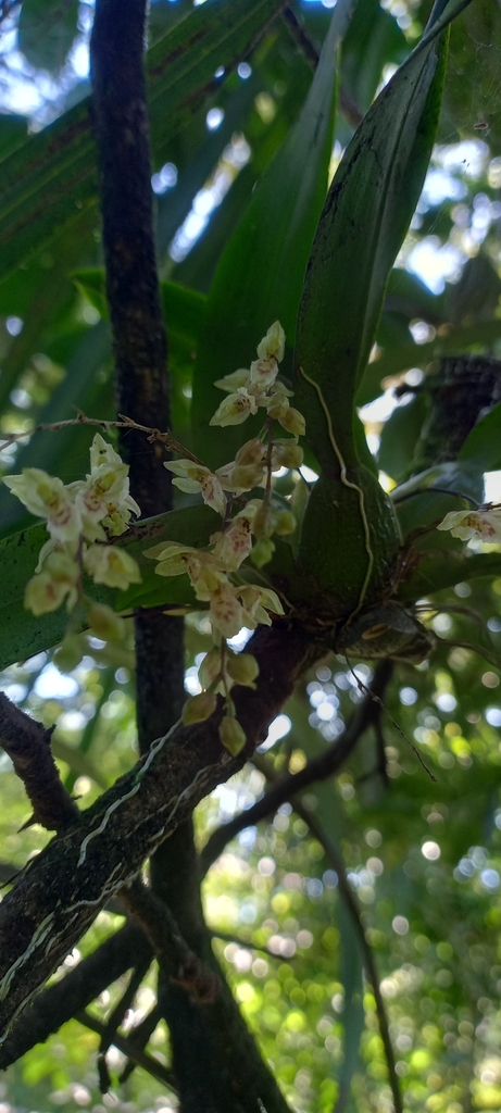 Leochilus oncidioides from Naranjal, MX-VE, MX on December 5, 2022 at ...