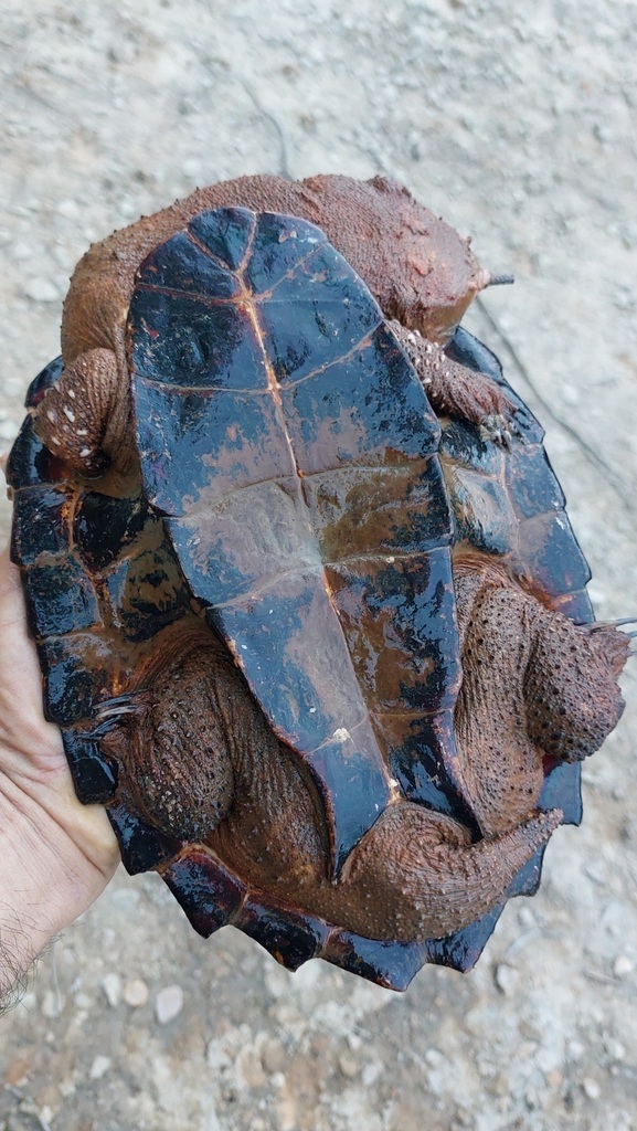 Orinoco Mata Mata from Villanueva, Casanare, Colombia on December 04 ...