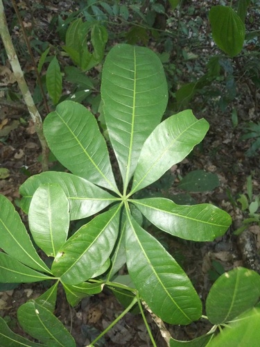 Pachira rurrenabaqueana · iNaturalist