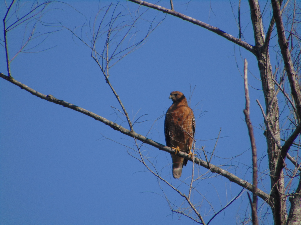 Red-shouldered Hawk from Santiago, N.L., México on December 05, 2022 at ...