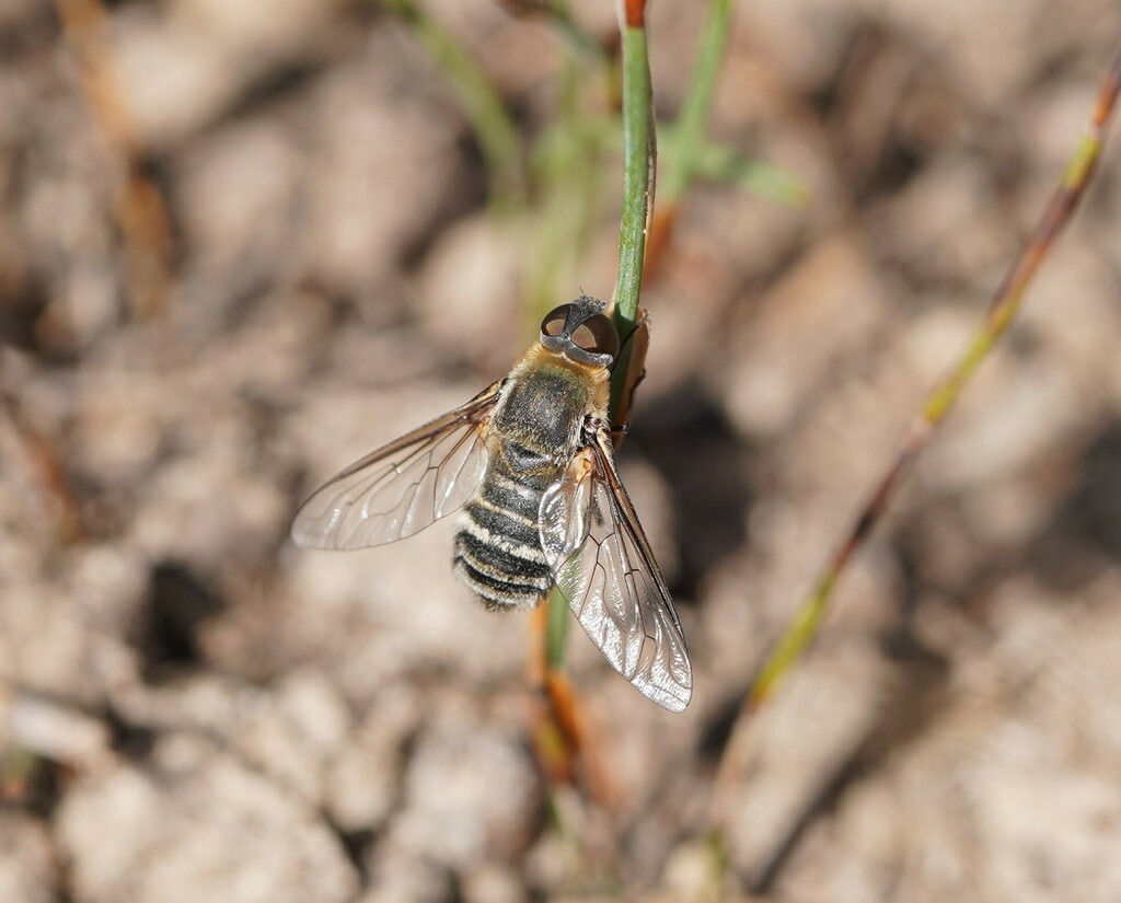 banded bee flies from Little Desert VIC 3418, Australia on December 01 ...