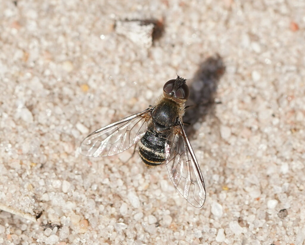 banded bee flies from Little Desert VIC 3418, Australia on December 01 ...