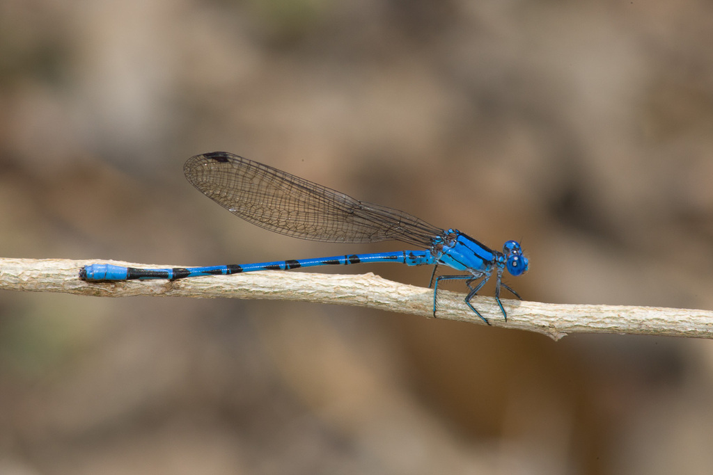 Springwater Dancer (Dragonflies and Damselflies of Valles Caldera ...