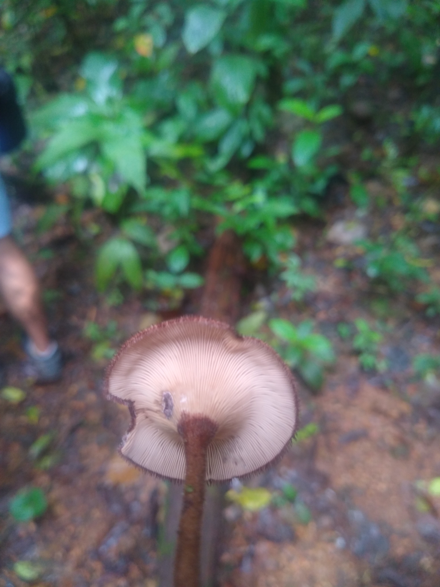 Lentinus velutinus Fr.