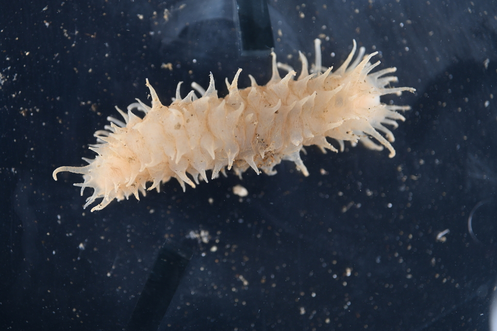 Synallactes sp. (NorthEast Pacific Deep Exploration Project (a MLNEP ...