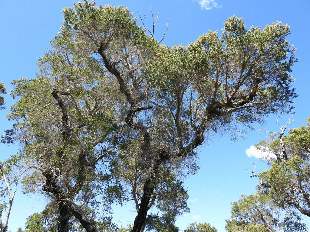 Melaleuca cheelii from Burrum Heads QLD 4659, Australia on December 05 ...