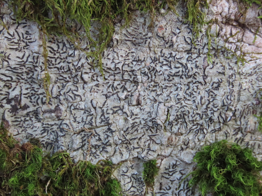 Common Script Lichen in December 2022 by Chuck Cantley · iNaturalist