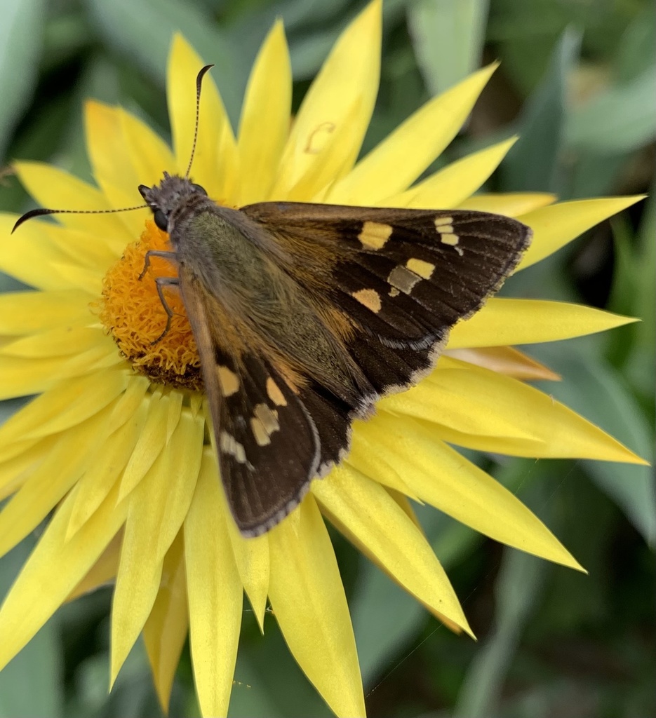 Varied Sedge-Skipper in December 2022 by Stephanie Haygarth · iNaturalist