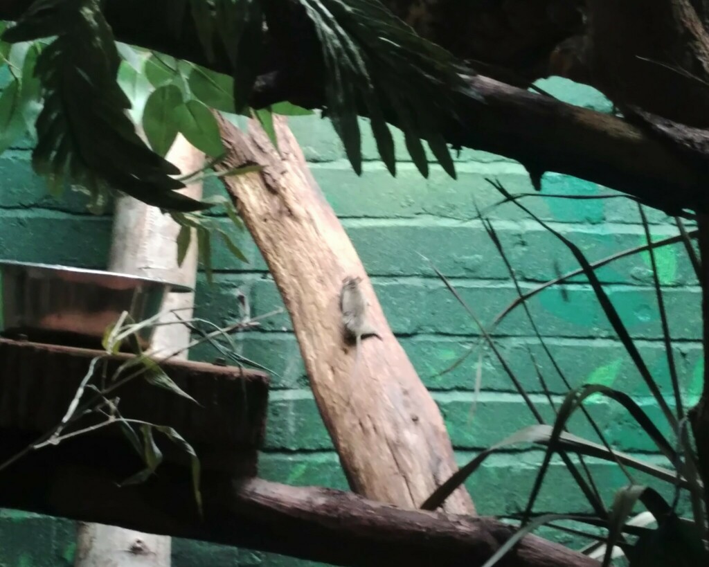 House Mouse from London, Vereinigtes Königreich on December 2, 2022 at ...