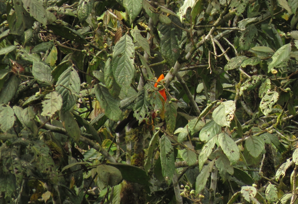 Rupicola peruvianus aequatorialis in April 2022 by Lida Trujillo ...