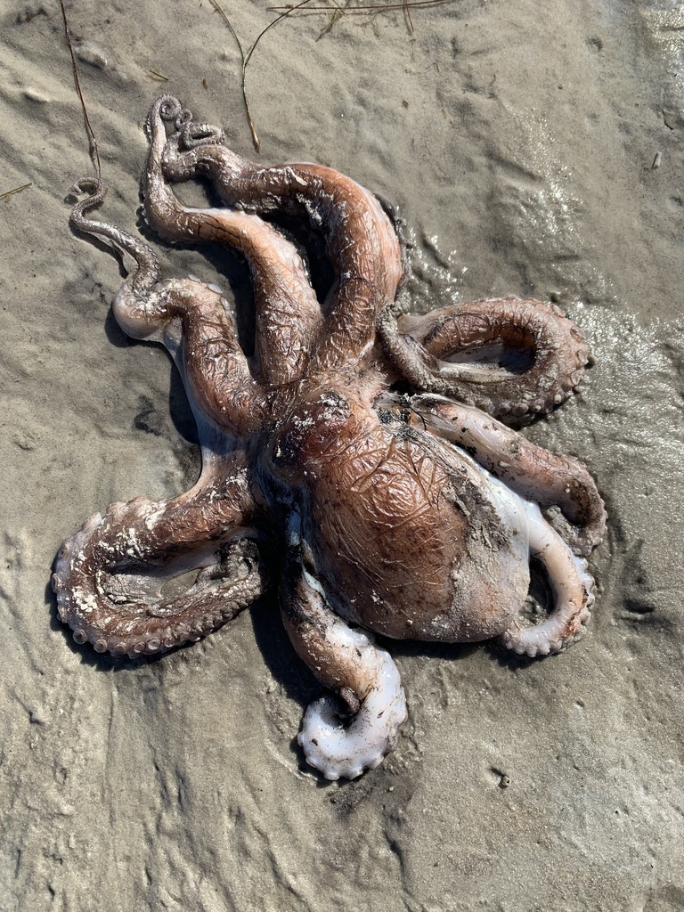 Octopus americanus from North Atlantic Ocean, NC, US on November 28 ...