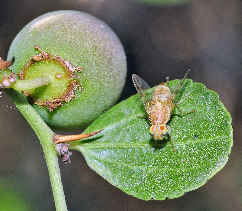 Carpomya incompleta (Becker, 1903)