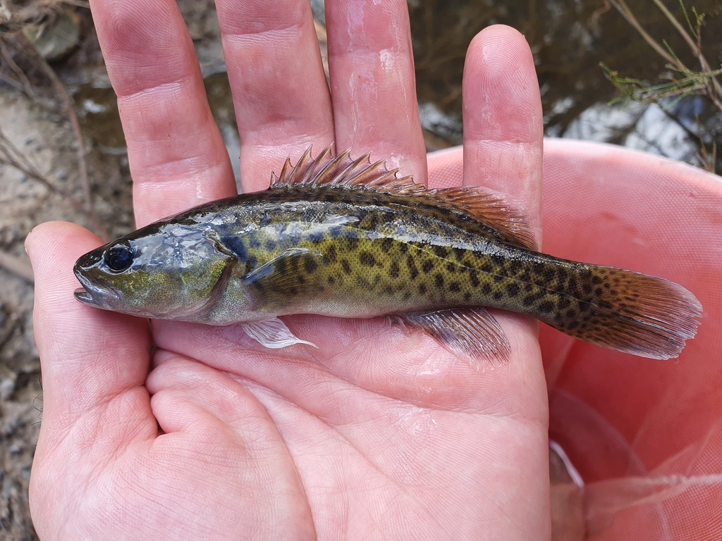 Mary River Cod (Cedar Creek) · iNaturalist