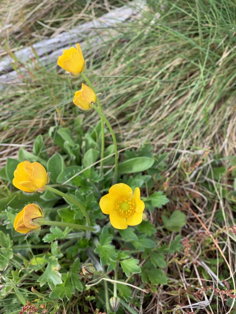 Australian Buttercup (Ranunculus lappaceus) - Botanical Realm