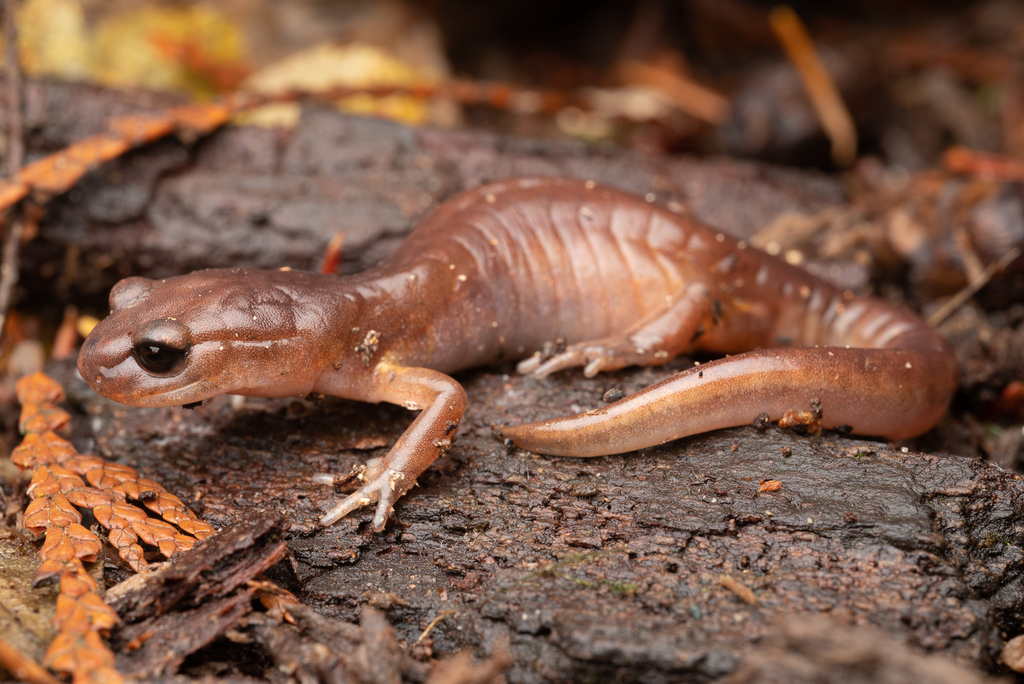 Oregon Ensatina from UBC, University Endowment Lands, BC, Canada on ...