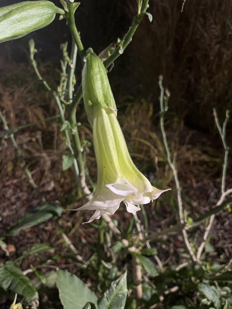 angel's trumpets from NC State University, Raleigh, NC, US on December ...