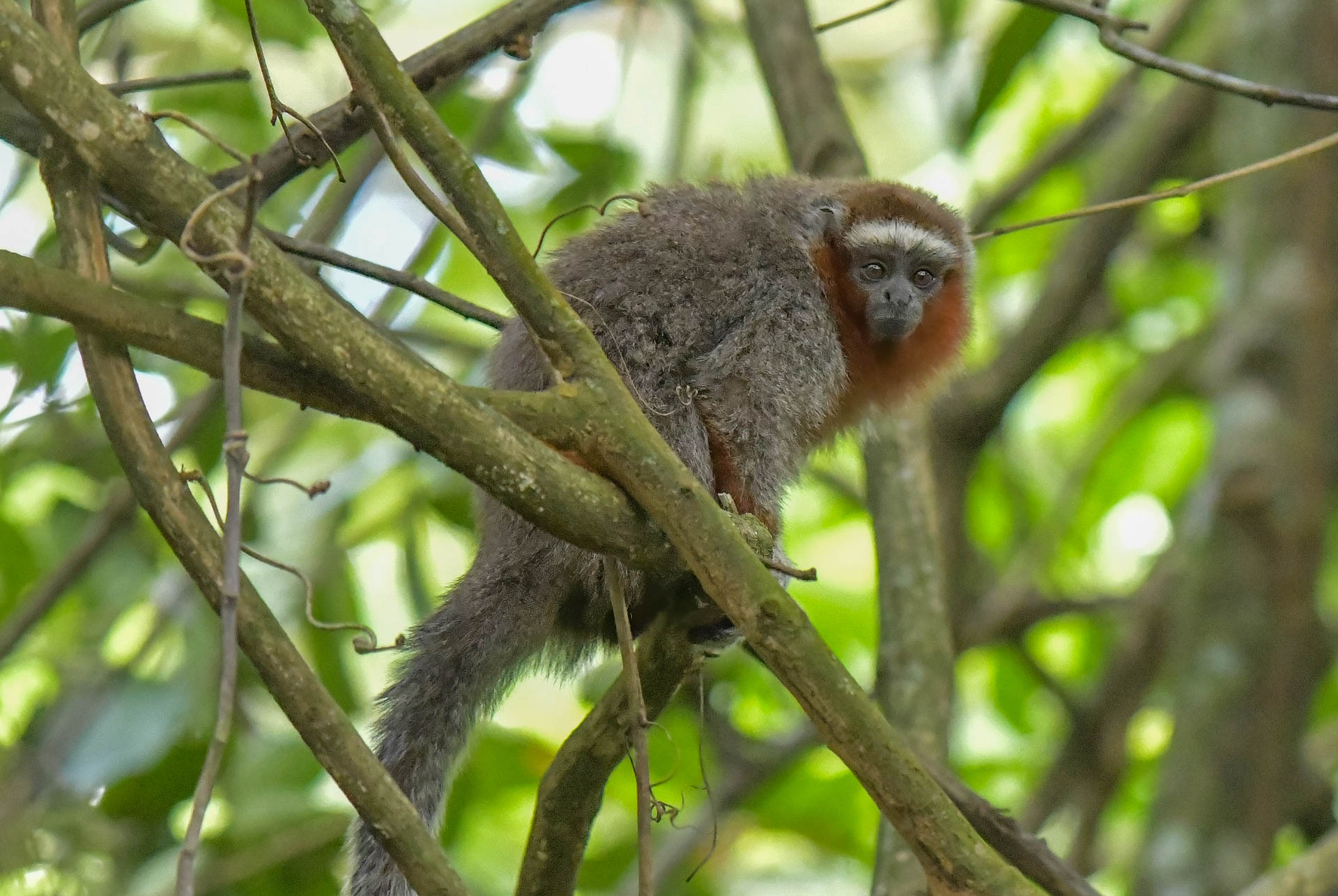 Plecturocebus ornatus (Gray, 1866)