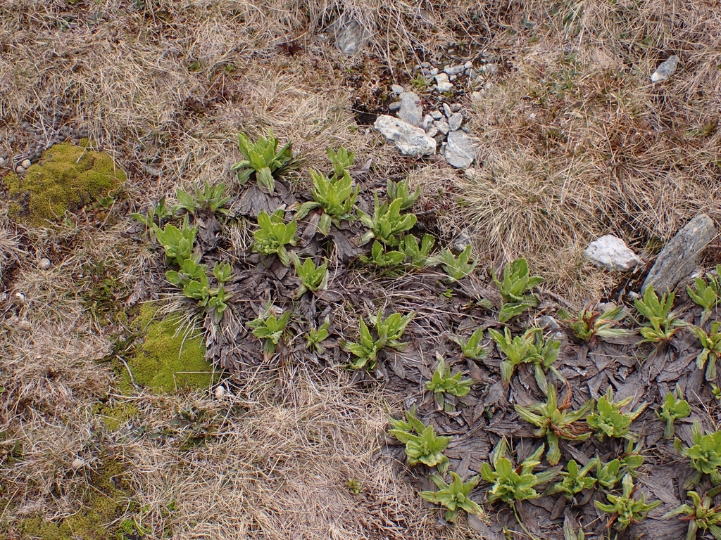 Celmisia prorepens from Fruitlands 9392, New Zealand on December 03 ...