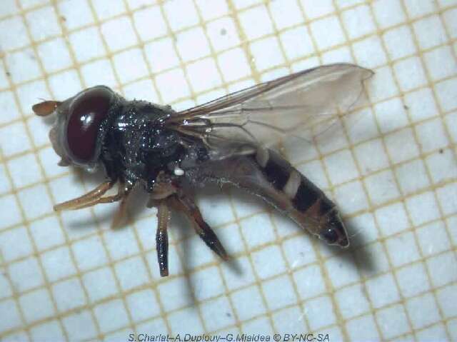 Yellow-shouldered Hover Fly (Diptera (flies) of the British Indian ...