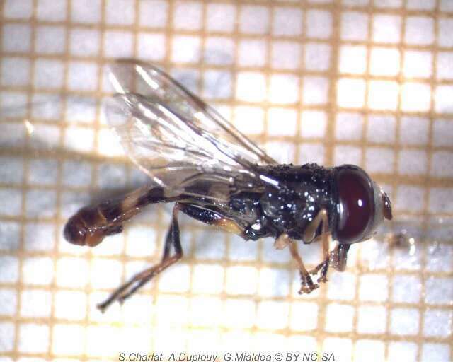Yellow-shouldered Hover Fly (Diptera (flies) of the British Indian ...