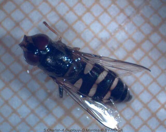 Yellow-shouldered Hover Fly (Diptera (flies) of the British Indian ...